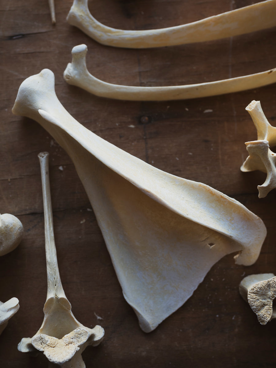 MYSTERY Deer and Boar Bones, SB905 – Black Moth