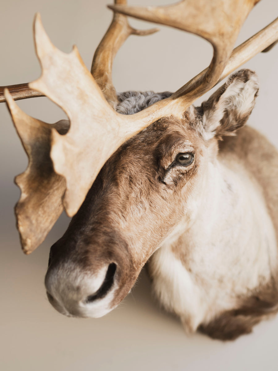 Caribou Shoulder Mount Taxidermy (Juniper), TA565 – Black Moth
