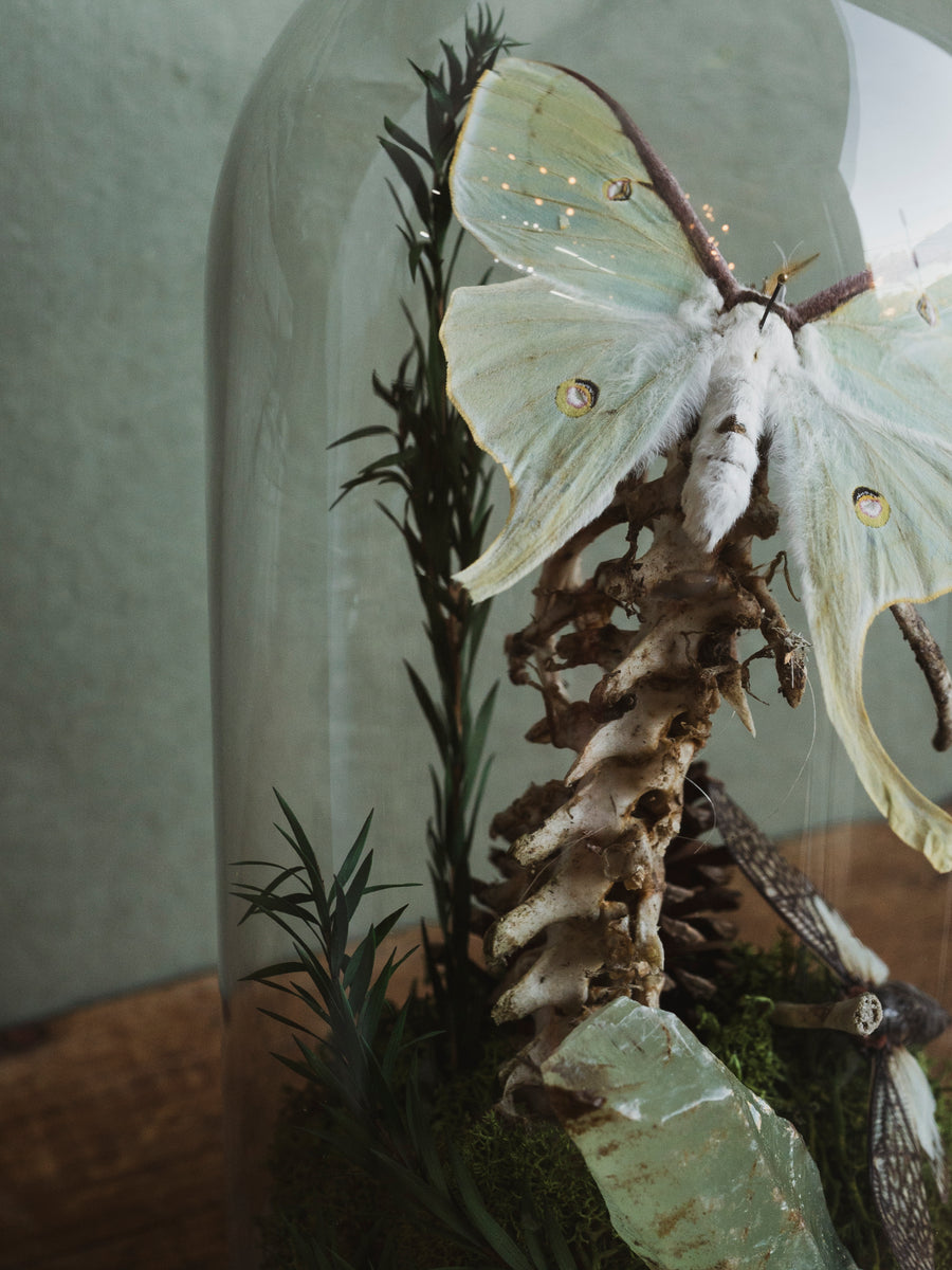 8" Luna Moth and Lacewing Cicada in Cloche, IN695 – Black Moth