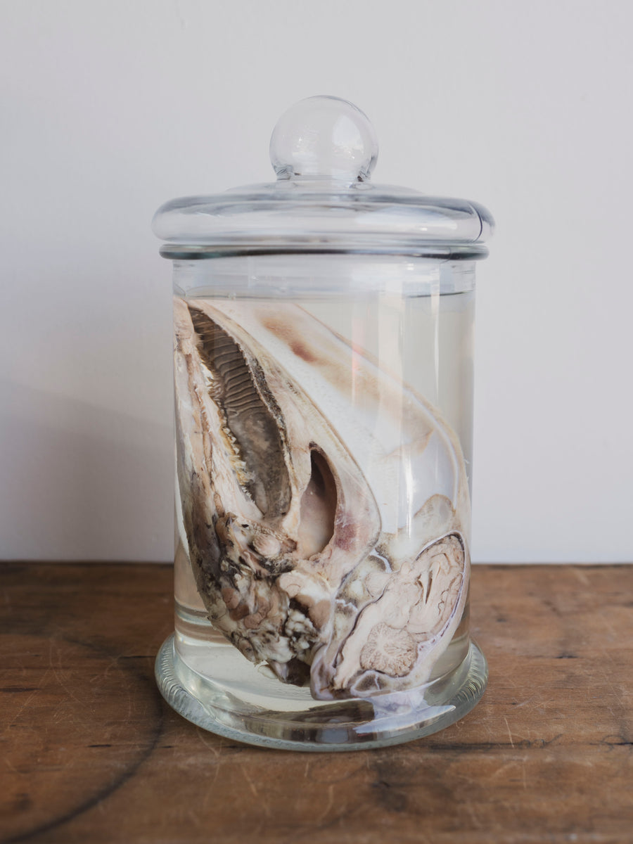 Wet Specimen Halved Sheep Head, PS764 – Black Moth