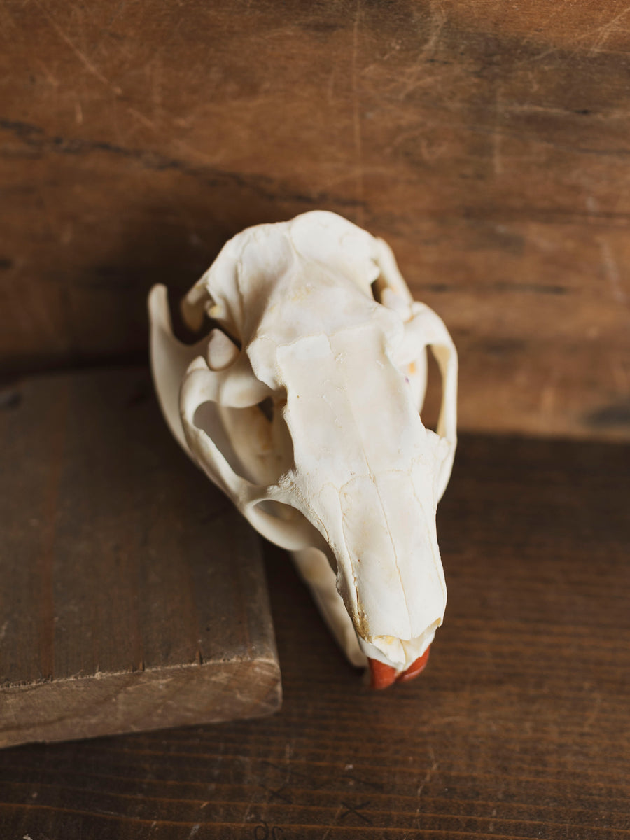 Nutria Skull, SB430 – Black Moth