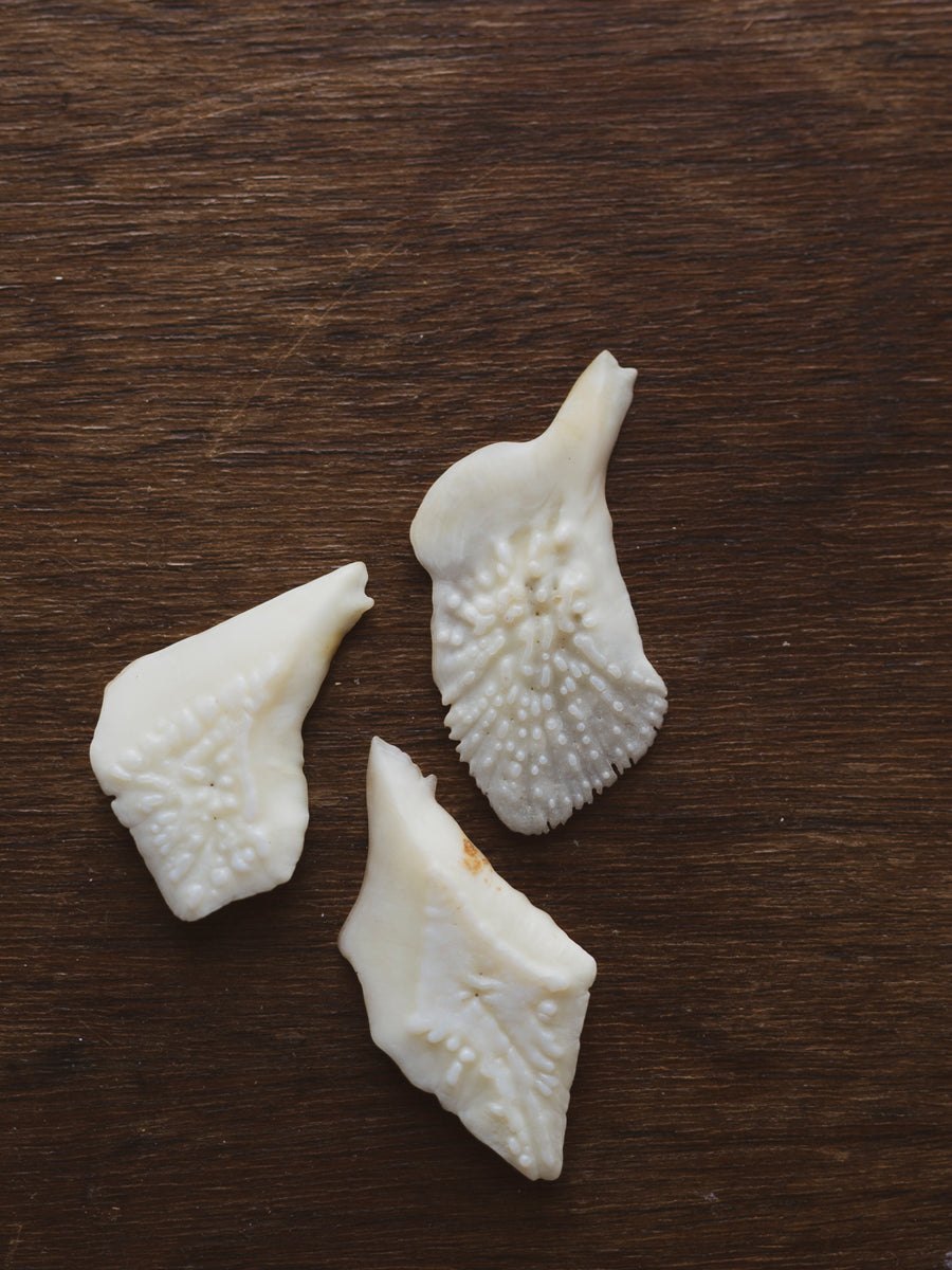 Alligator Gar Fish Scale, SB531 – Black Moth