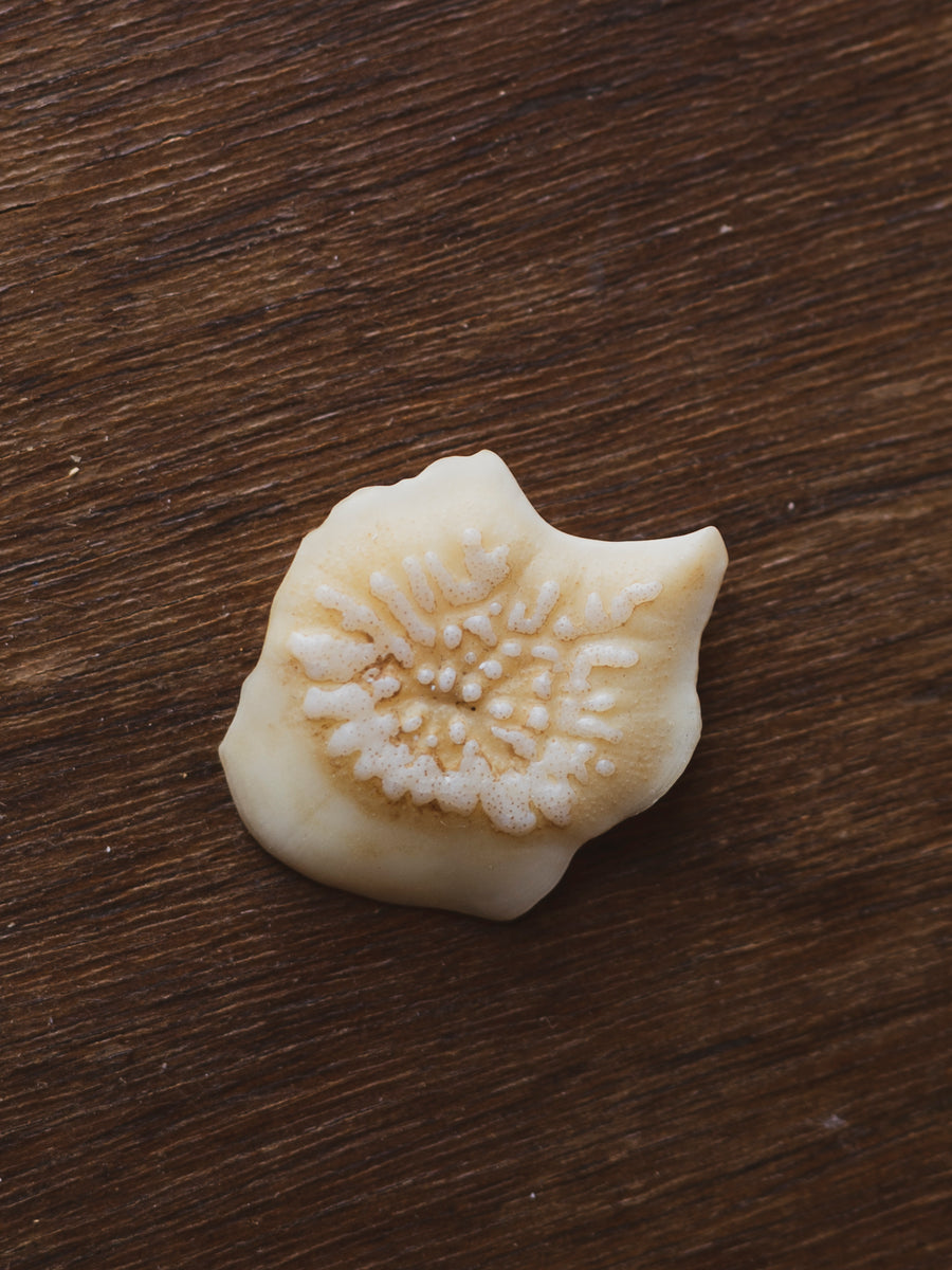 Alligator Gar Fish Scale, SB531 – Black Moth