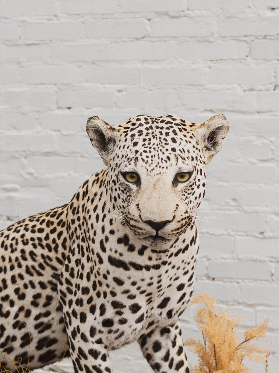 Full Body Leopard Taxidermy (Lafayette), TA365 – Black Moth