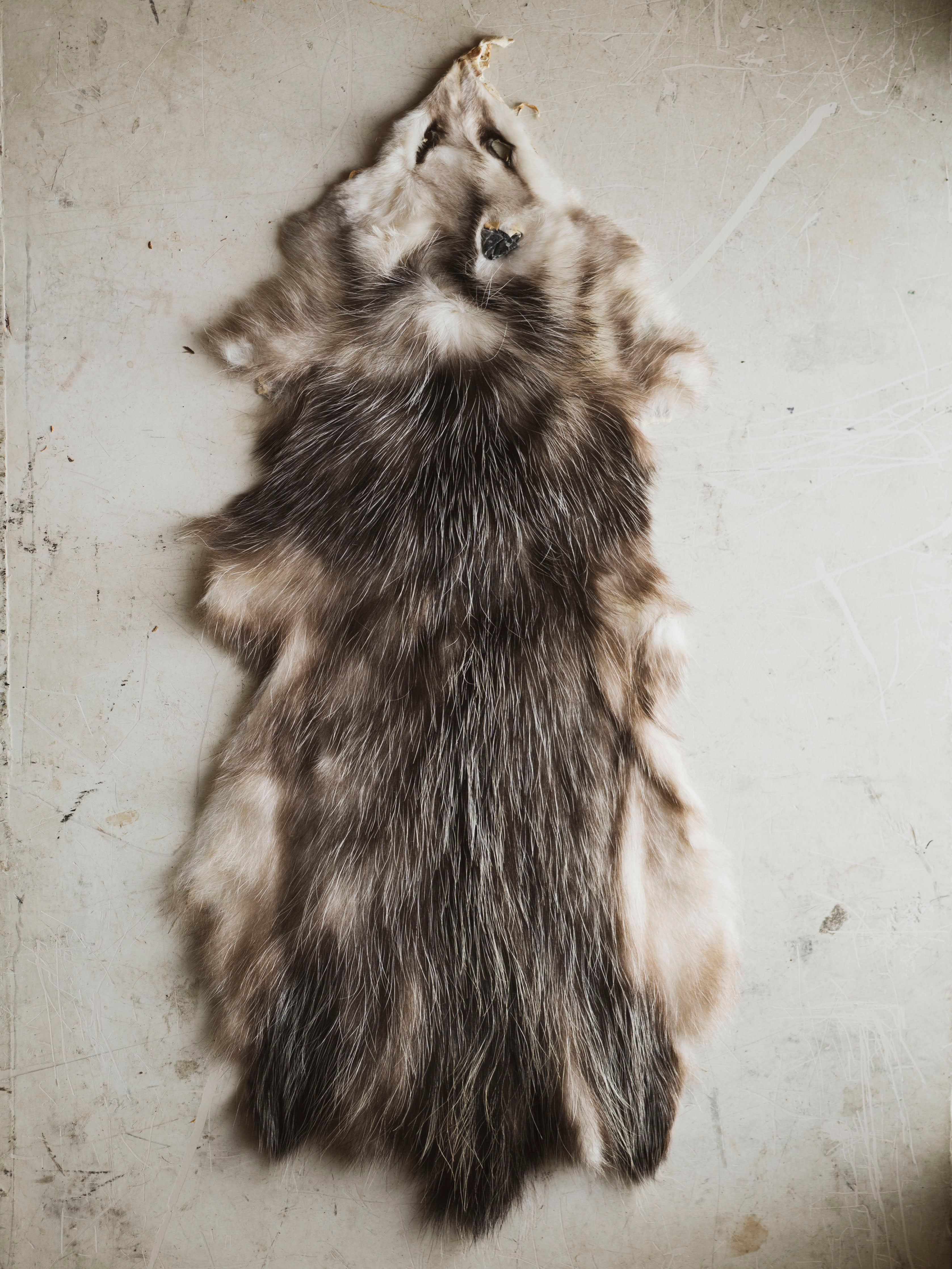 12- 17" Assorted Opossum Pelt, PS105 – Black Moth
