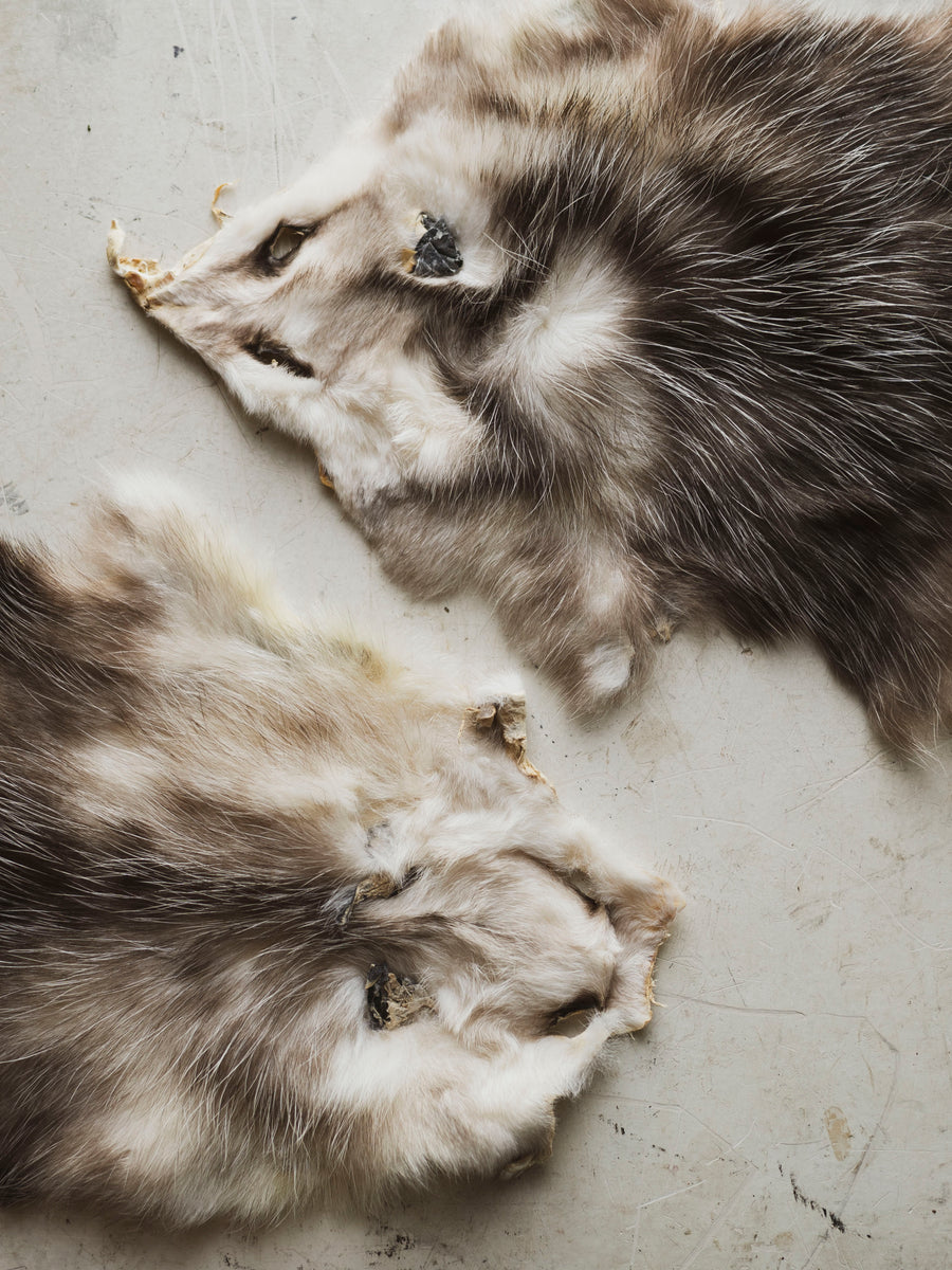 Opossum Pelt, TA63 – Black Moth