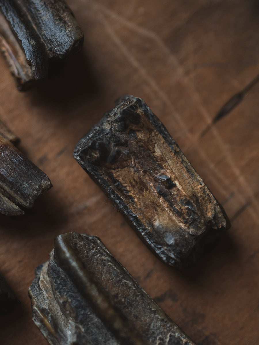 Fossilized Horse Tooth, RM892 – Black Moth