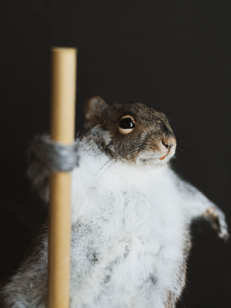 Stripper Squirrel Taxidermy (Sassafras Squirrelina), TA495 – Black Moth