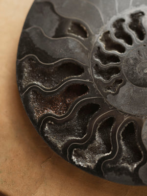 6.5" Cut and Polished Black Ammonite Pair, RM1937 – Black Moth