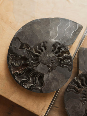 6.5" Cut and Polished Black Ammonite Pair, RM1937 – Black Moth