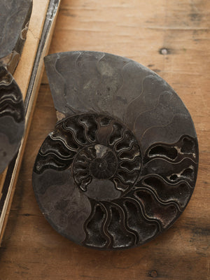 6.5" Cut and Polished Black Ammonite Pair, RM1937 – Black Moth
