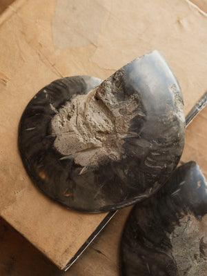 6.5" Cut and Polished Black Ammonite Pair, RM1937 – Black Moth