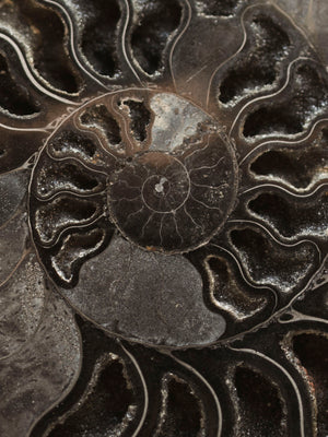 6.5" Cut and Polished Black Ammonite Pair, RM1937 – Black Moth
