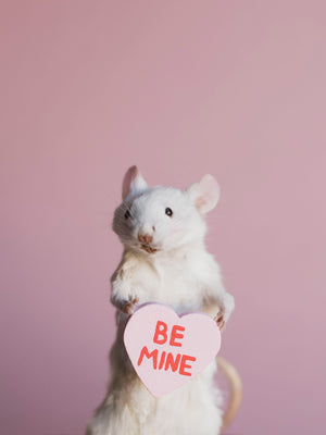 February 14th 2026 Valentines Mouse Taxidermy Class, CE214 – Black Moth