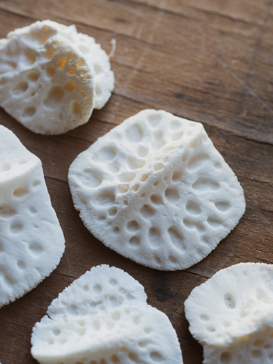 1-2"Alligator Osteoderm, SB724 – Black Moth