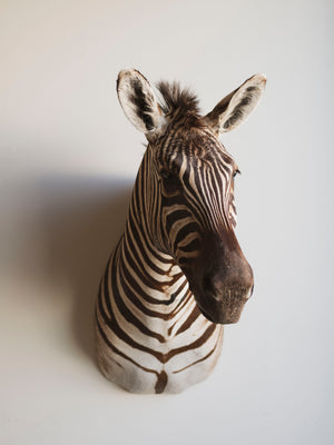 Zebra Shoulder Mount Taxidermy (Zeta) , TA576 – Black Moth
