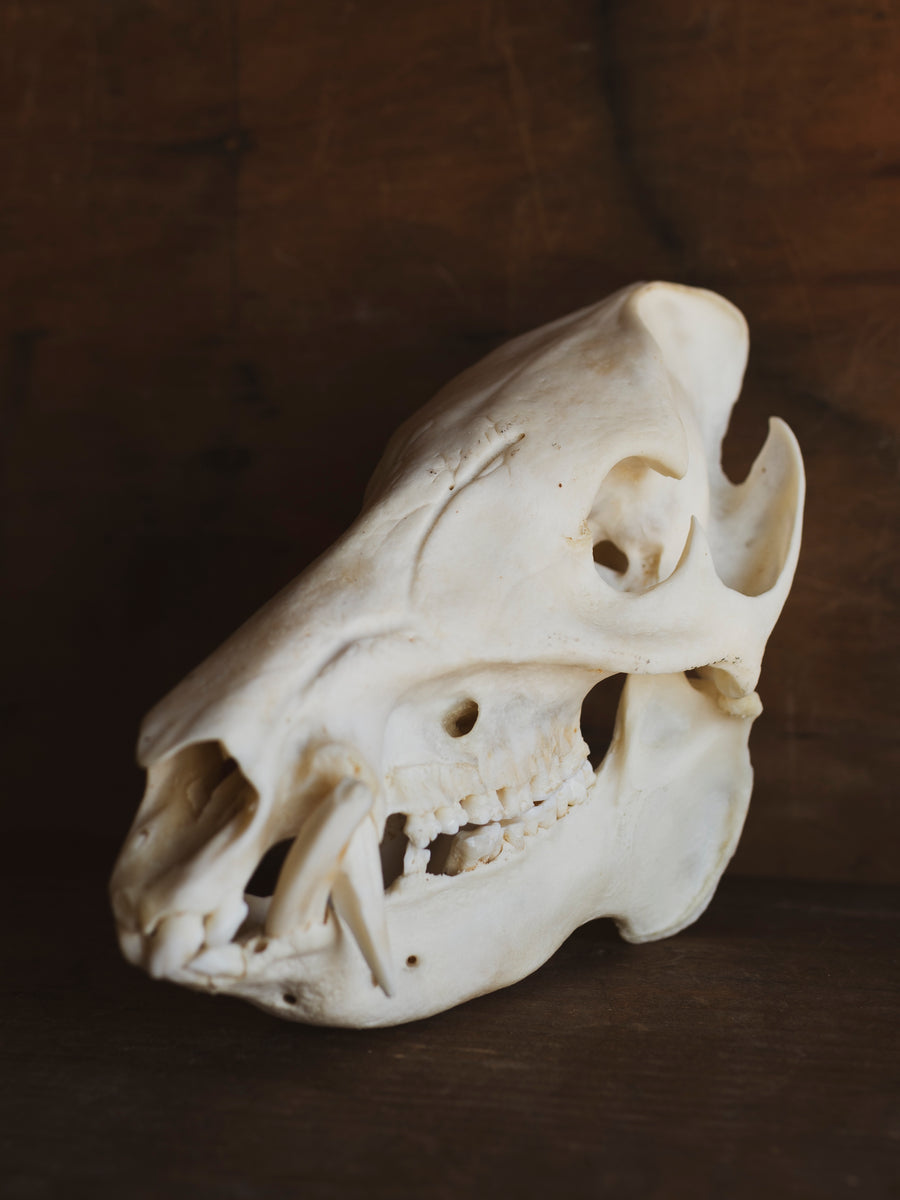 Javelina Skull, SB950 – Black Moth