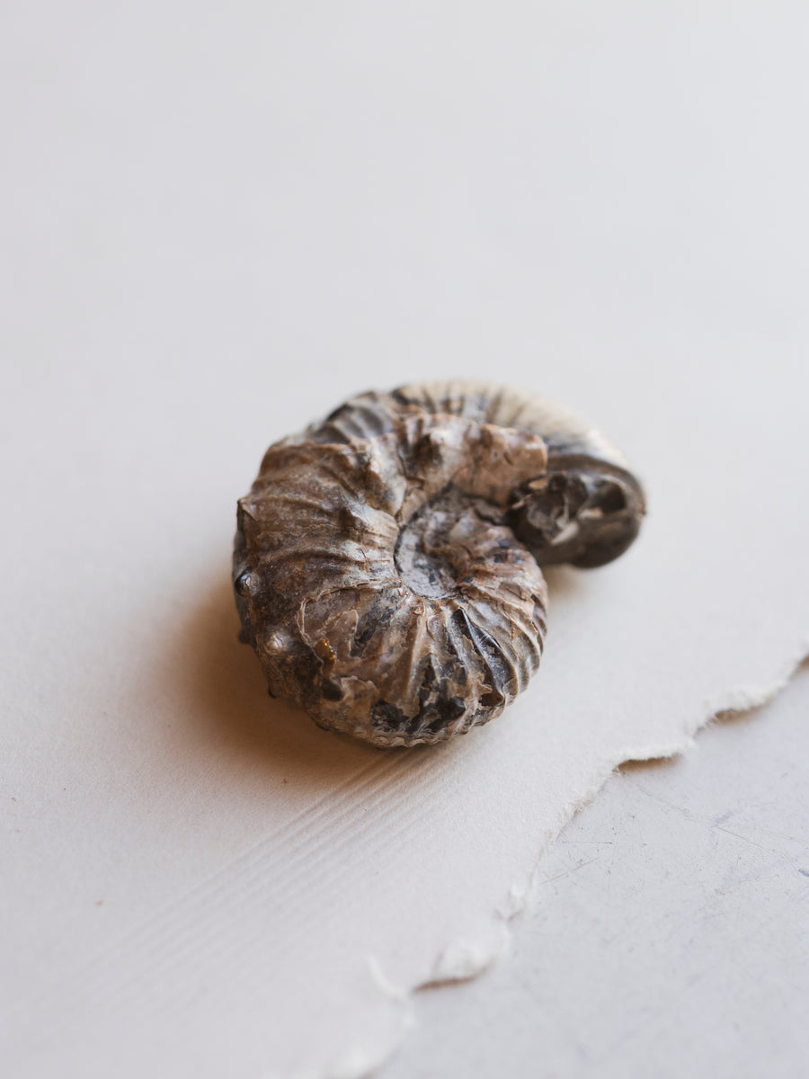 1.75” Fossilized Scaphite Ammonite, RM80 – Black Moth