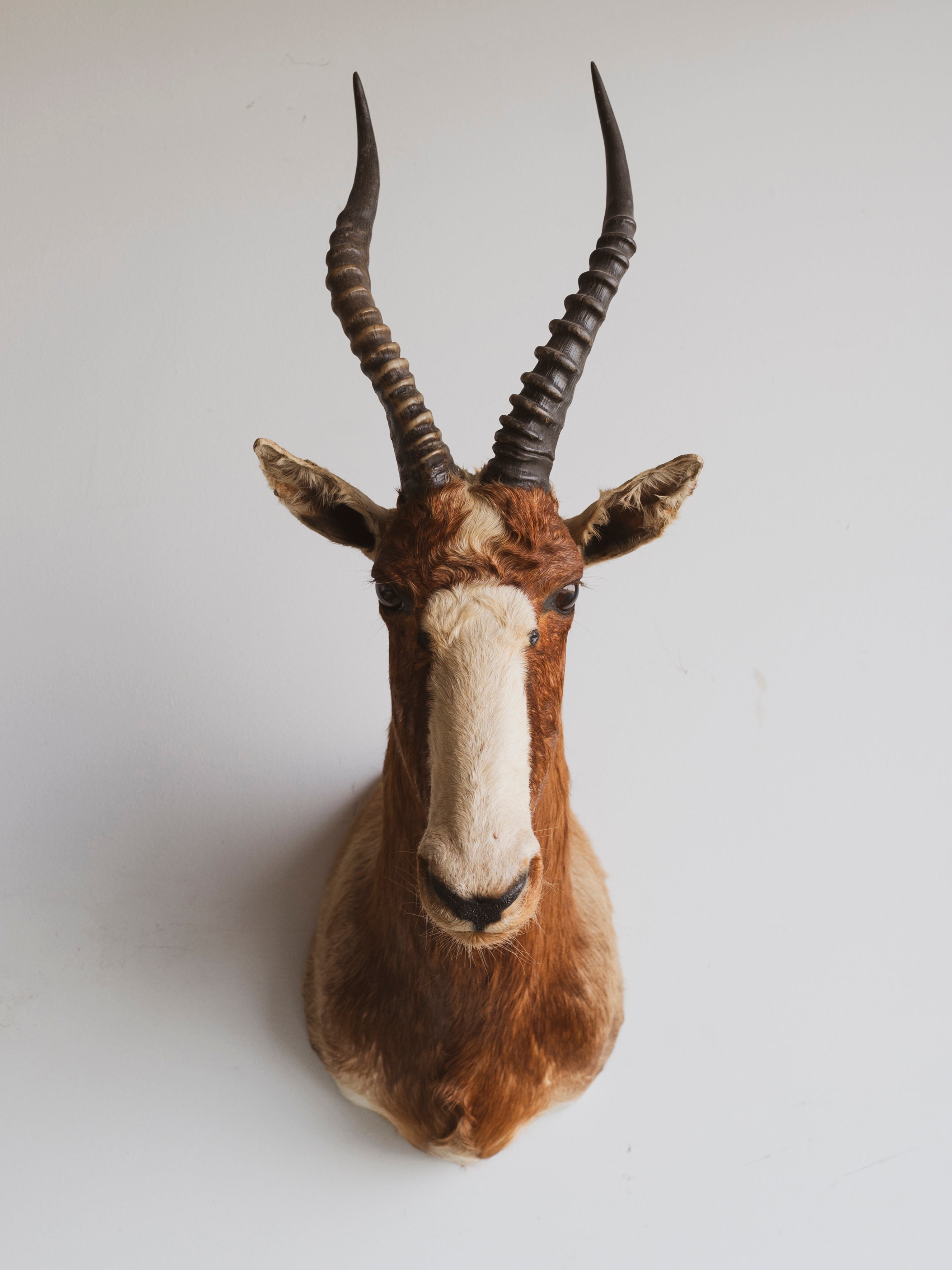 (2) Blesbok Shoulder Mount Taxidermy (Carlisle), TA264 – Black Moth