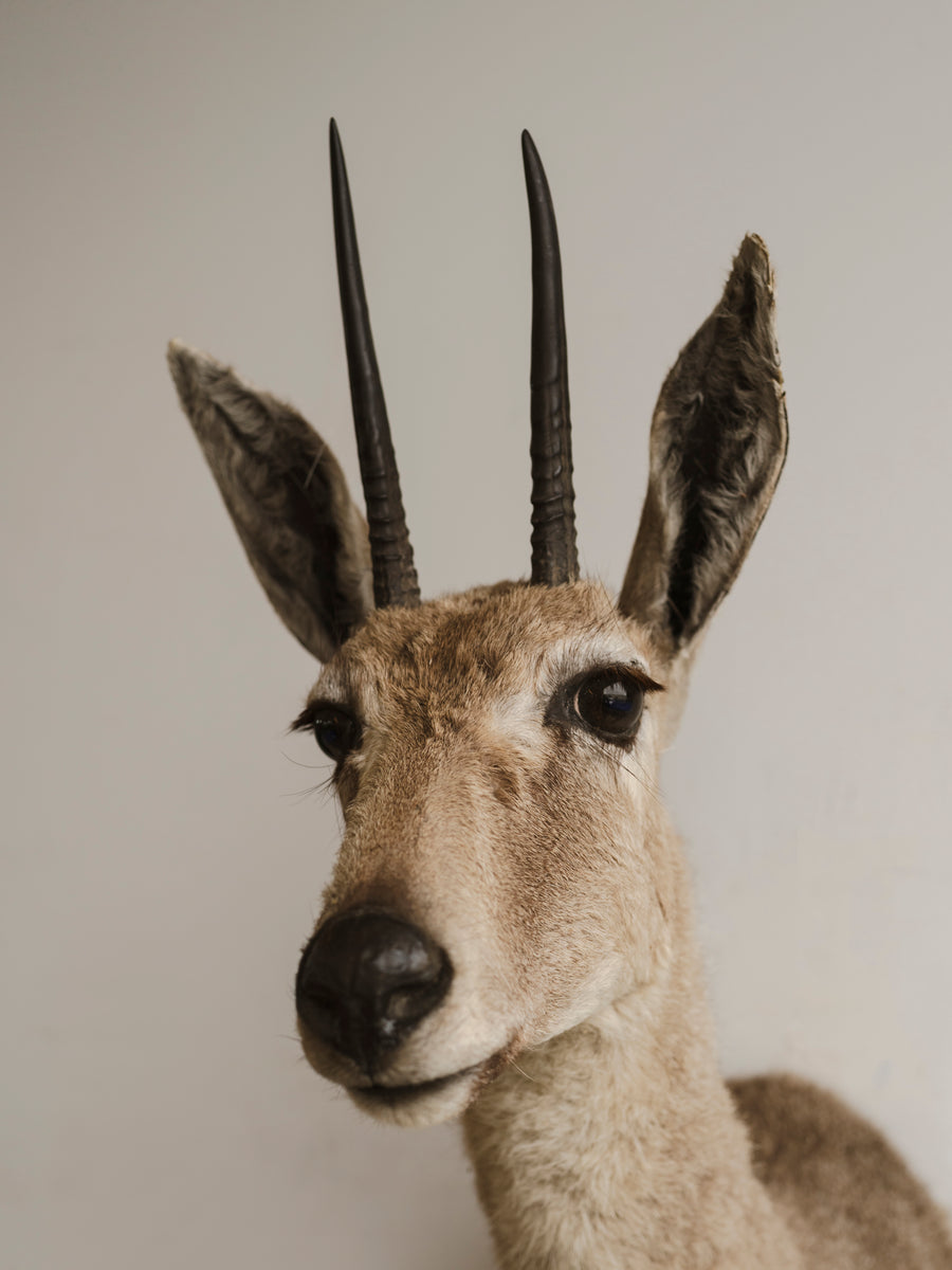 Vaal Rhebok Shoulder Mount Taxidermy (Reba), TA79 – Black Moth