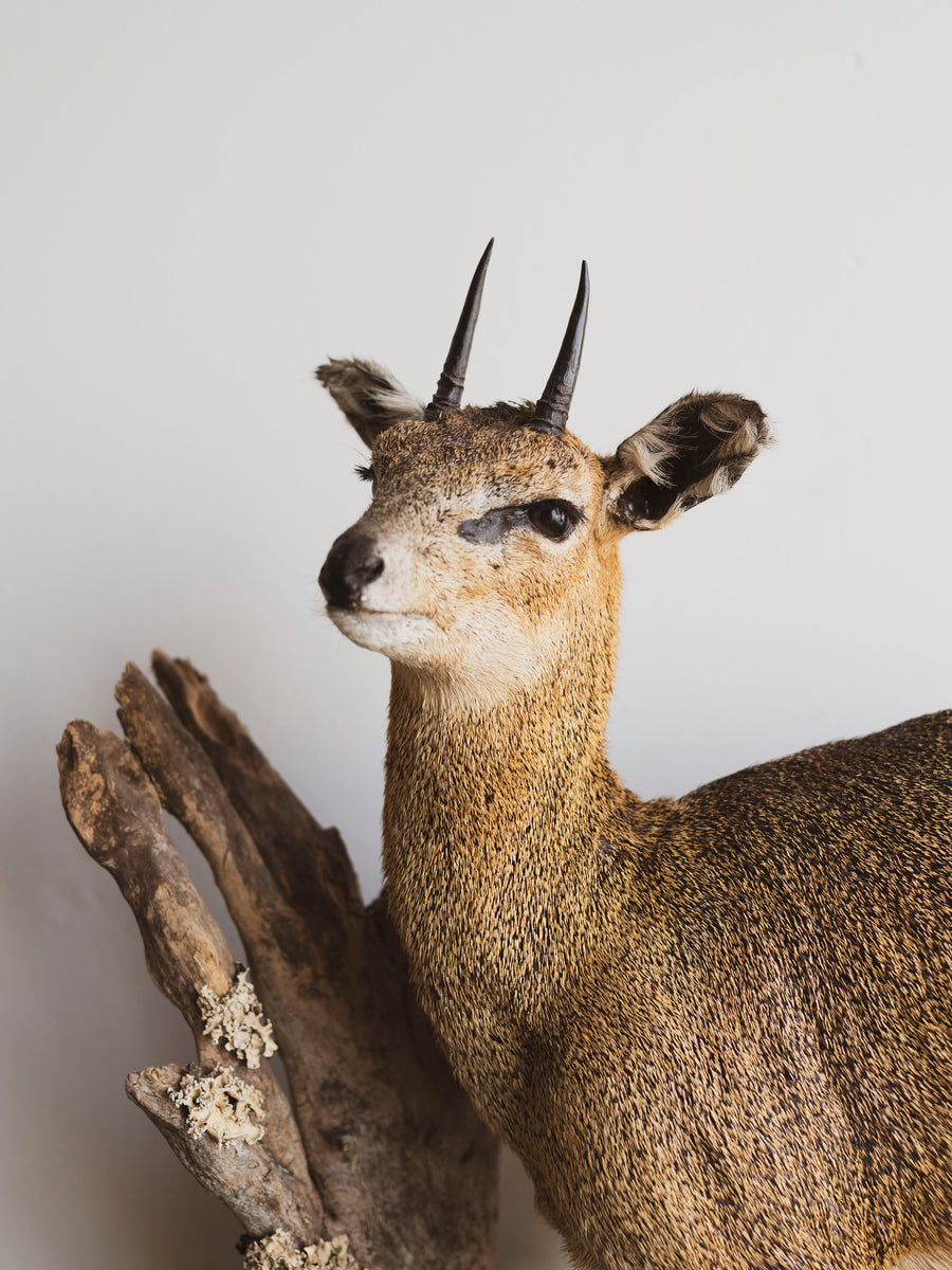 Full Body Klipspringer Taxidermy (Klippy), TA144 – Black Moth