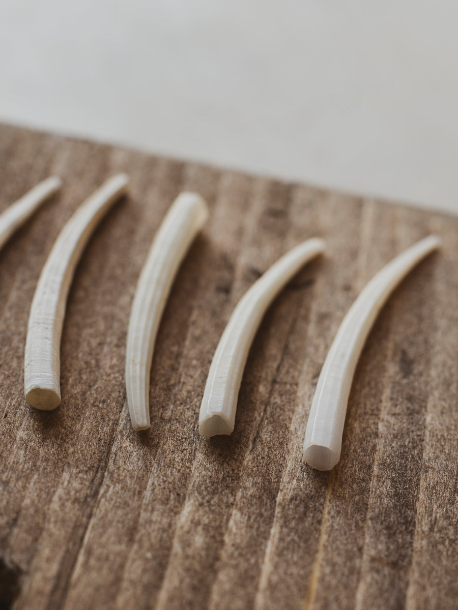 White Elephant Tusk Mollusk Shell, NA285 – Black Moth